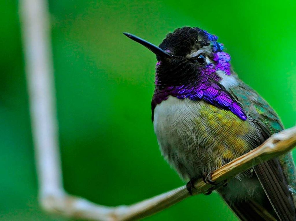colibri-morado