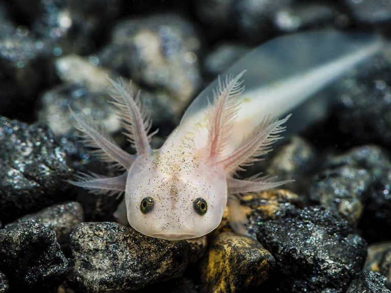 axolotittlan-museo-ajolote-1