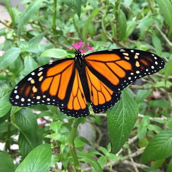 mariposa-2