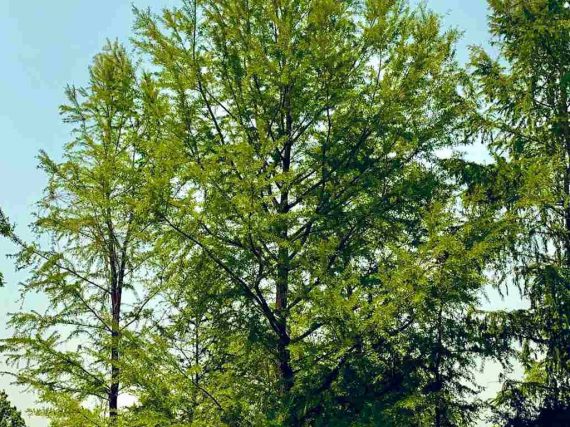 asi-luce-el-ahuehuete-que-estara-en-la-ex-glorieta-de-la-palma