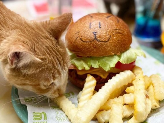 michis-por-doquier-lugares-en-cdmx-que-todo-amante-de-los-gatos-debe ...