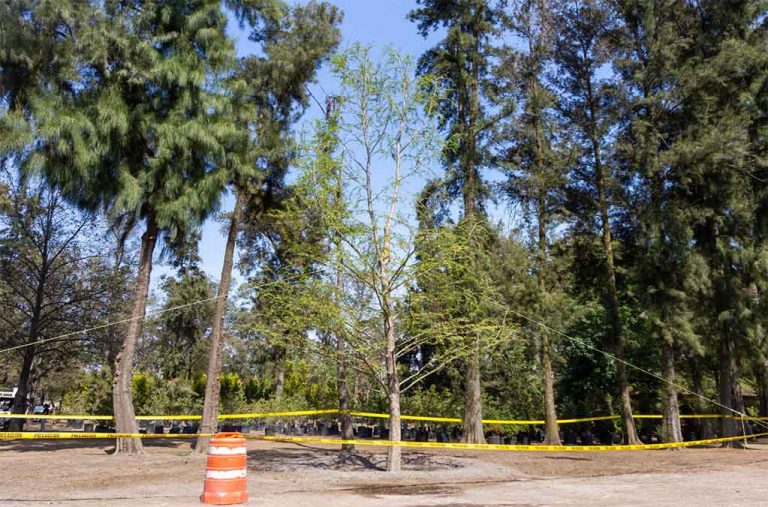 retiraran-el-ahuehuete-de-reforma-y-lo-sustituiran-por-otro-2