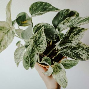 potos-plantas-de-interior-resistentes-y-faciles-de-cuidar