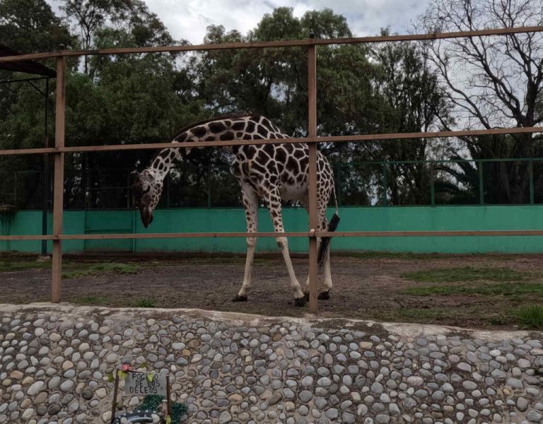 Zoologico Parque Del Pueblo Neza Jirafa