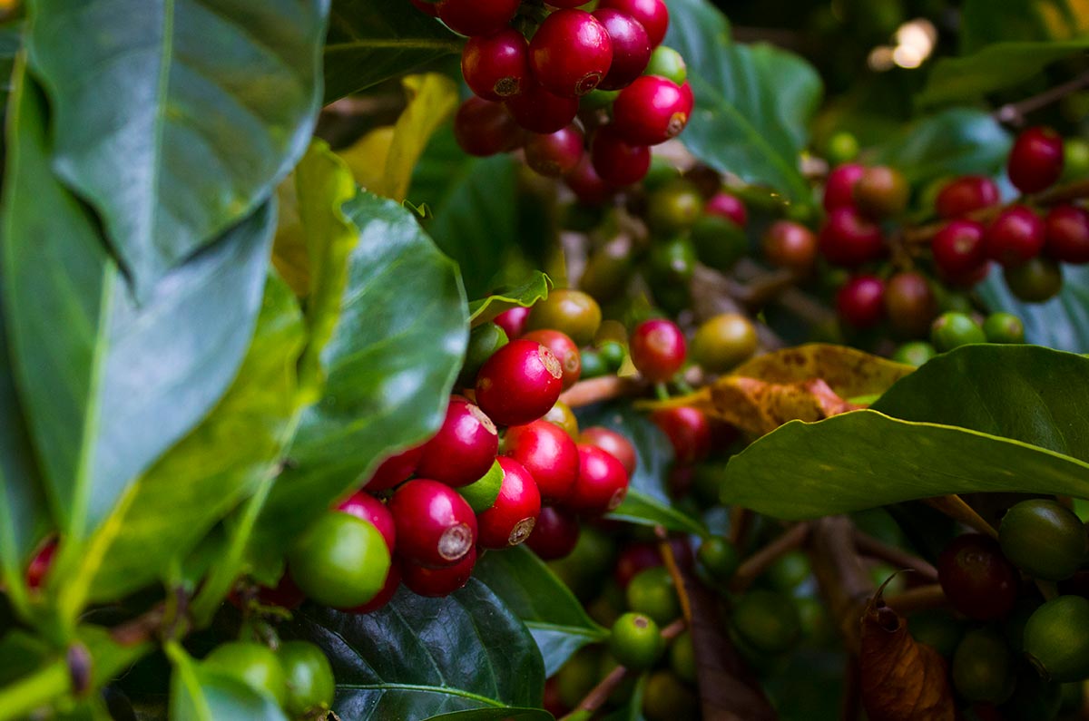 3.costa-rica-vsit-cafe