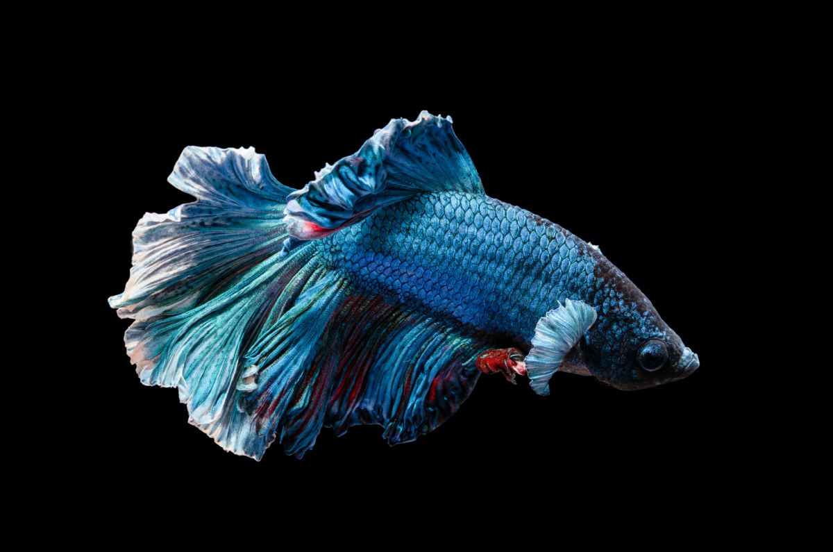acuario-minchin-parque-tepeyac-pez-beta
