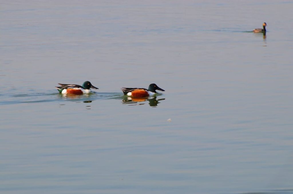 lago-tlahuac-xico-area-natural-protegida-cdmx-1