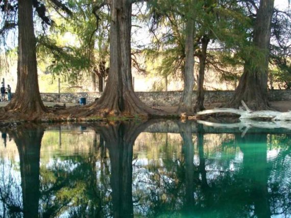 los-ahuehuetes-en-puebla