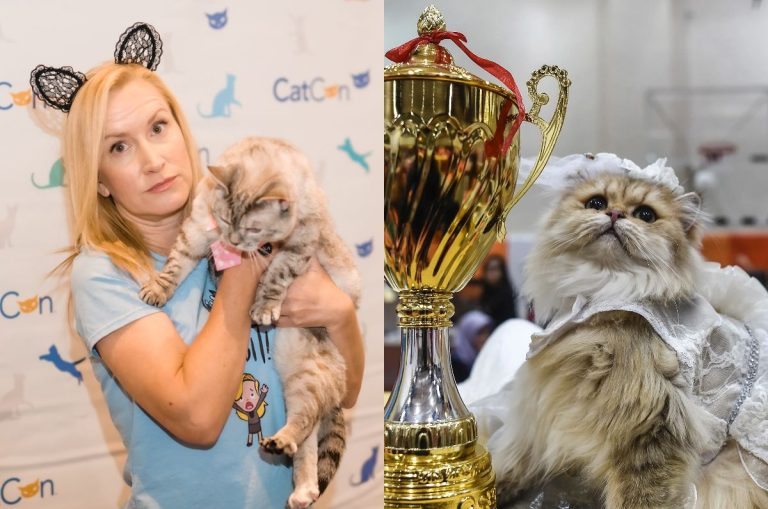 cat-fest-festival-gatos-cdmx