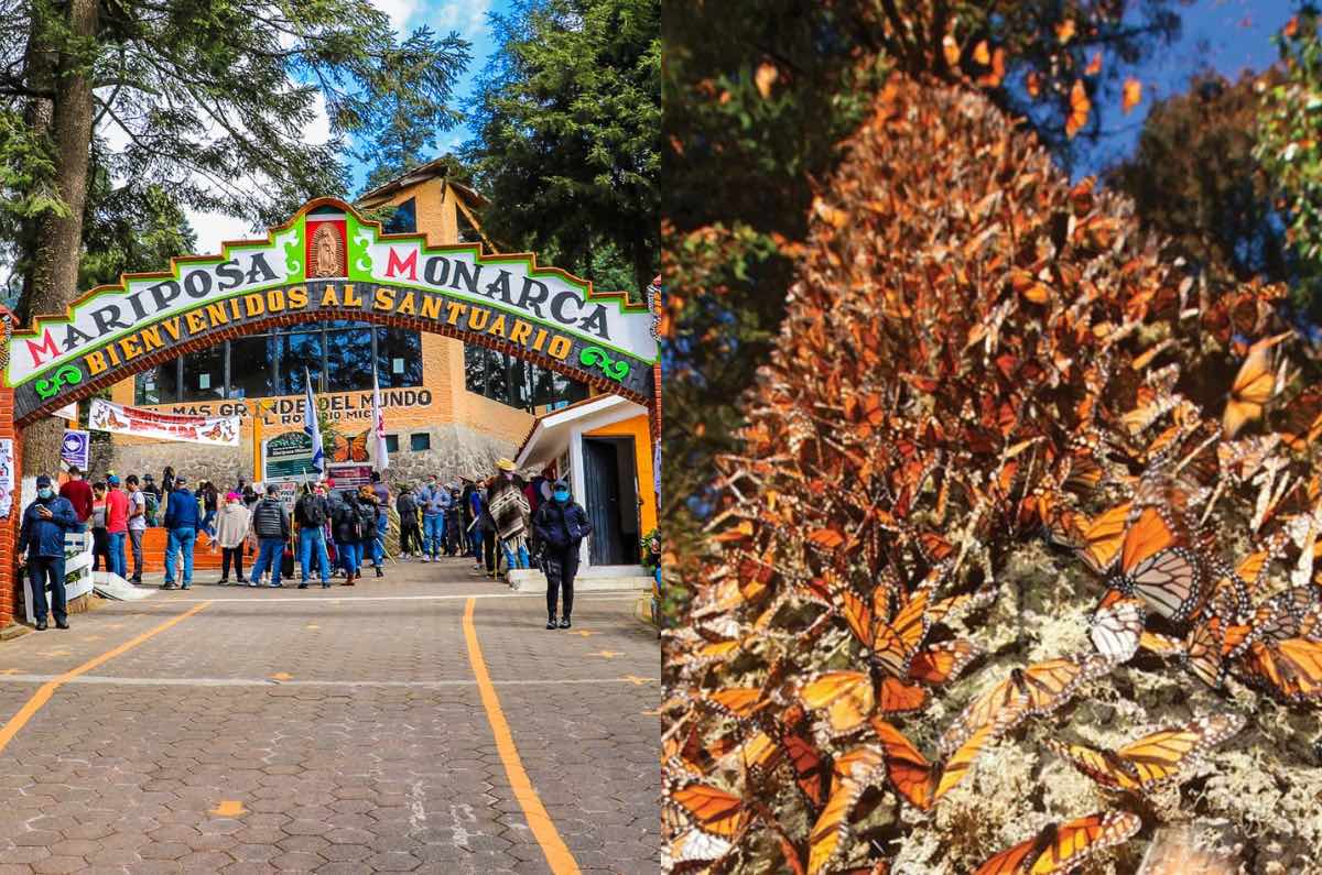 santuario-22el-rosario22-mariposa-monarca-michoacan