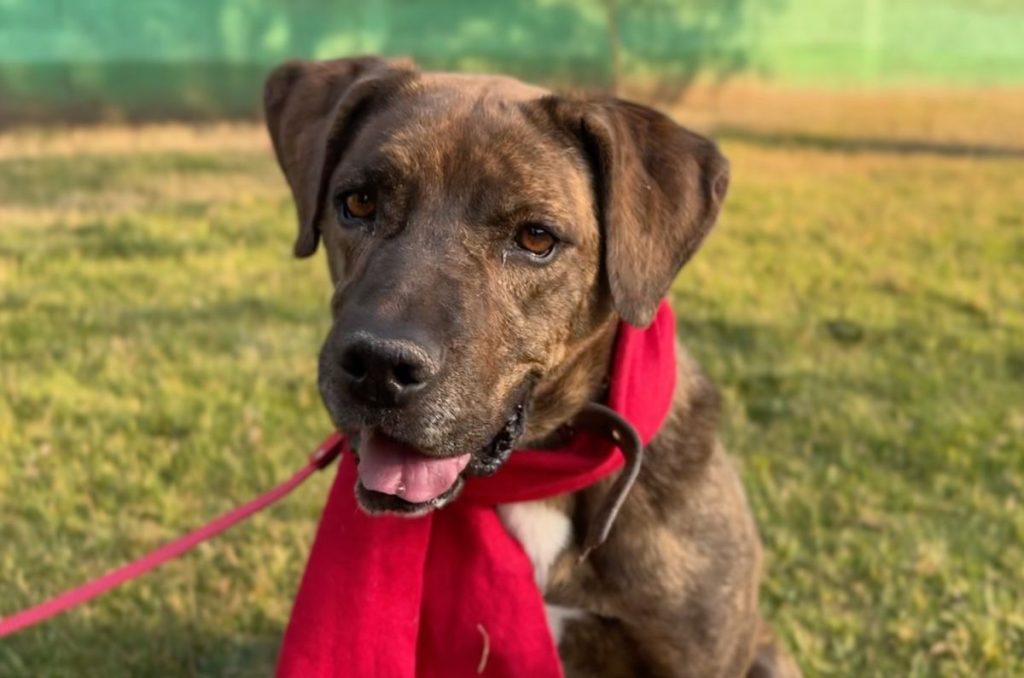 Manda tu carta a Santa y los Reyes con los perros rescatados del Metro