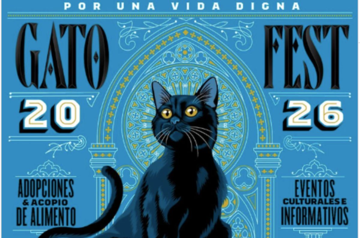 Gato Fest 2026 ya tiene fecha y sede: así buscan ayudar a miles de ...