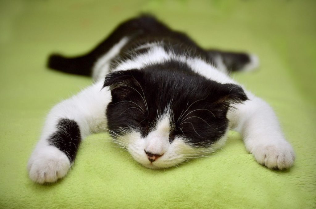 México confirma primer gato contagiado con gusano barrenador